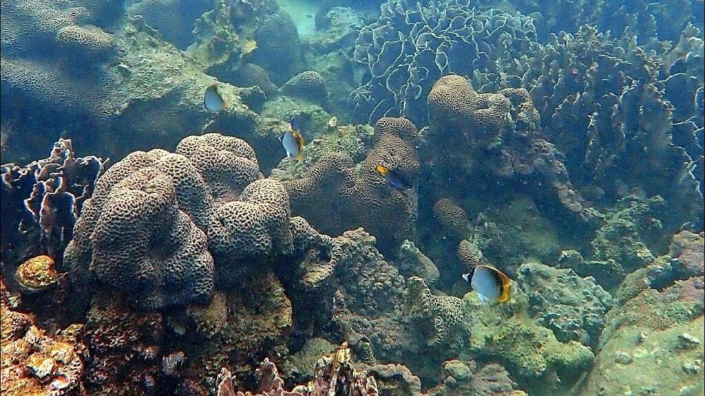 Sharp Island Coral Reef Guided Tour | Clear Bottom Kayak · Blue Sky ...