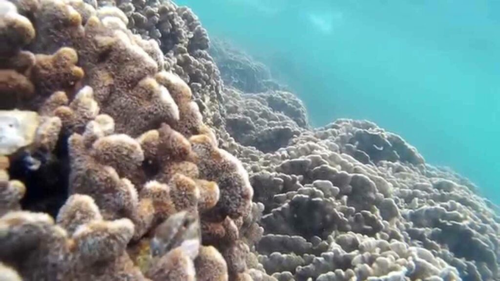 Sharp Island Coral Reef Guided Tour | Clear Bottom Kayak · Blue Sky ...